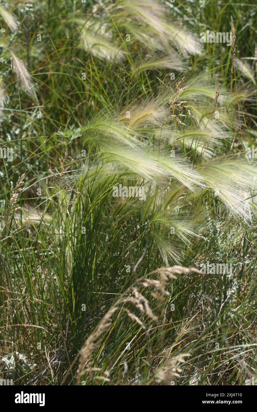 Foxtail Barley (Hordeum jubatum) Plantae Stock Photo - Alamy