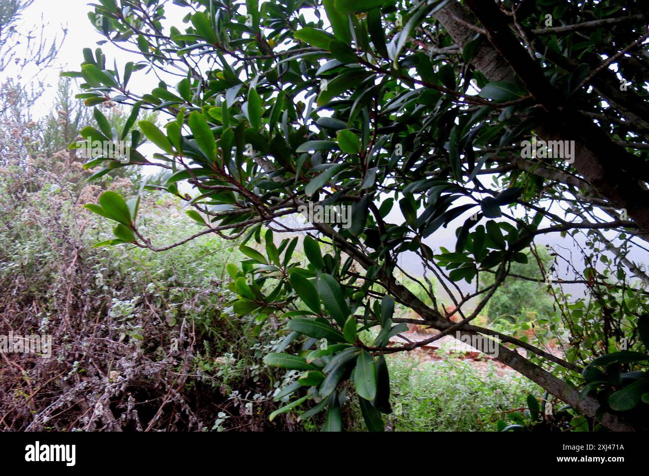 Cape beech (Rapanea melanophloeos) Plantae Stock Photo - Alamy