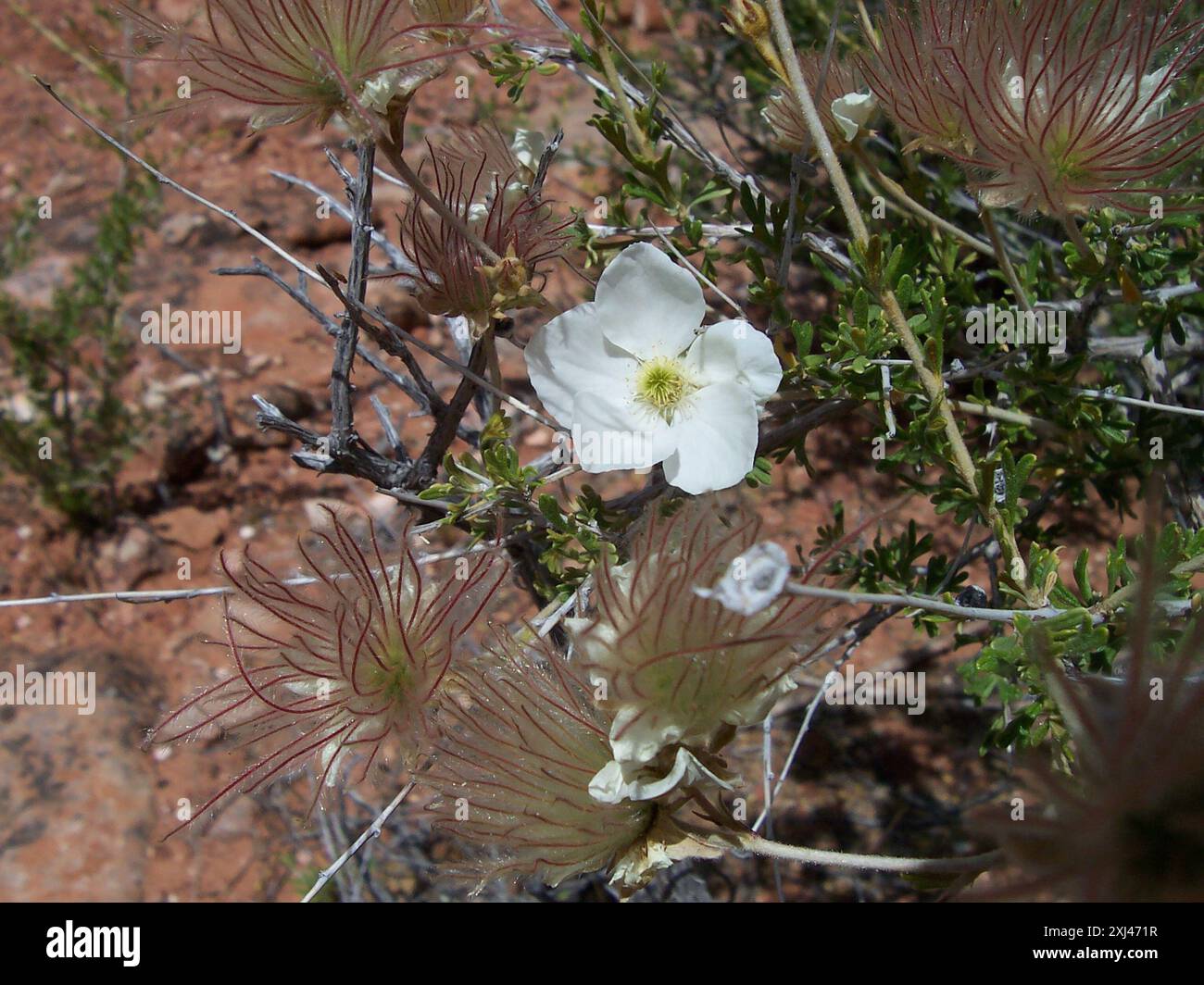 Apache plume (Fallugia paradoxa) Plantae Stock Photo - Alamy
