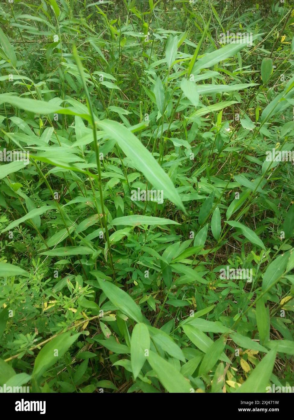 Japanese stiltgrass (Microstegium vimineum) Plantae Stock Photo - Alamy