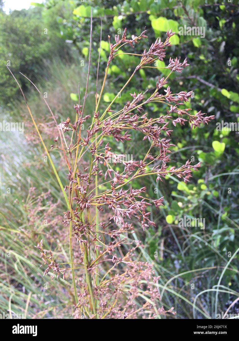 Jamaica swamp sawgrass (Cladium mariscus jamaicense) Plantae Stock ...