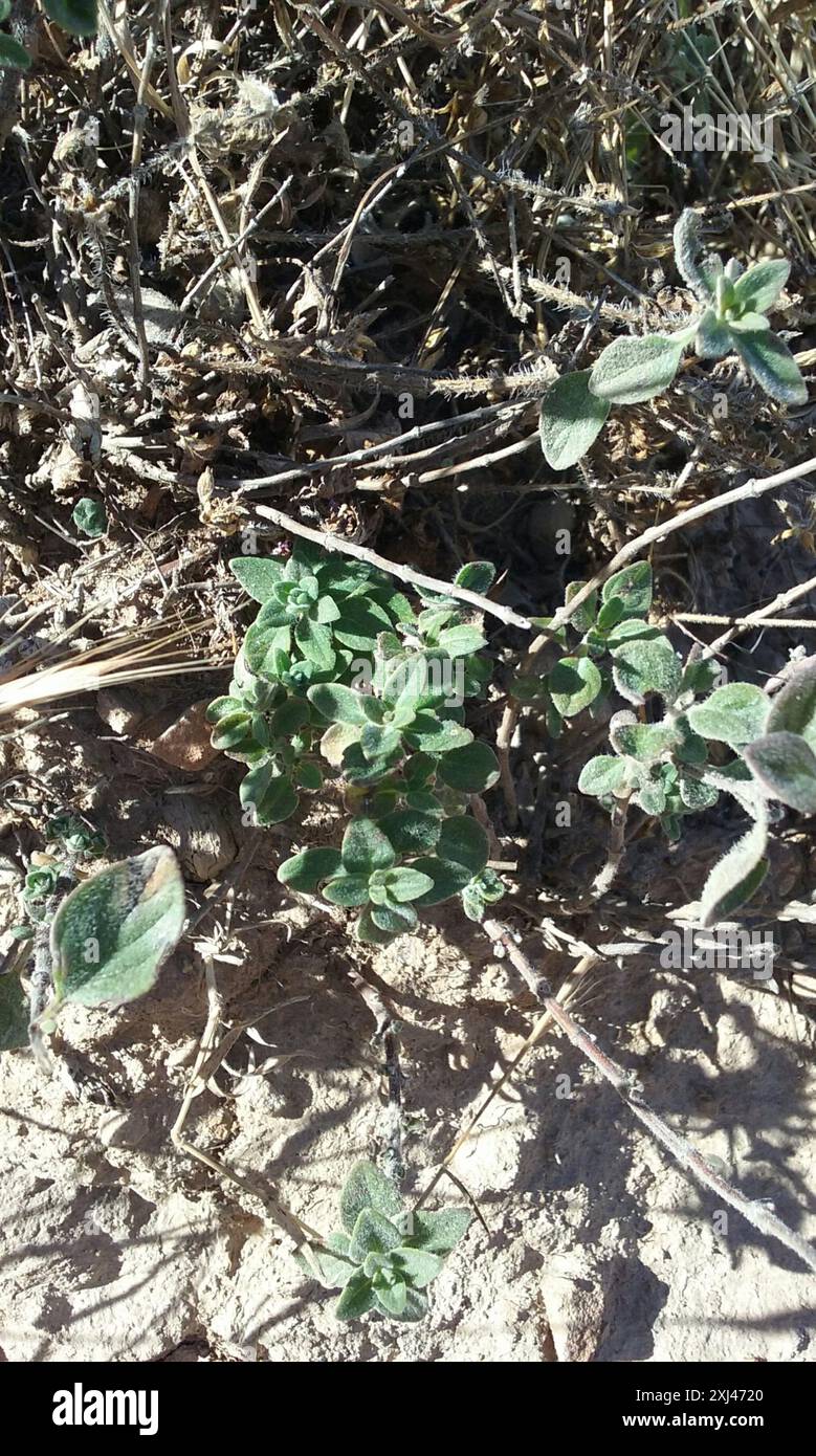 San Antonio Hills Monardella (Monardella villosa villosa) Plantae Stock ...