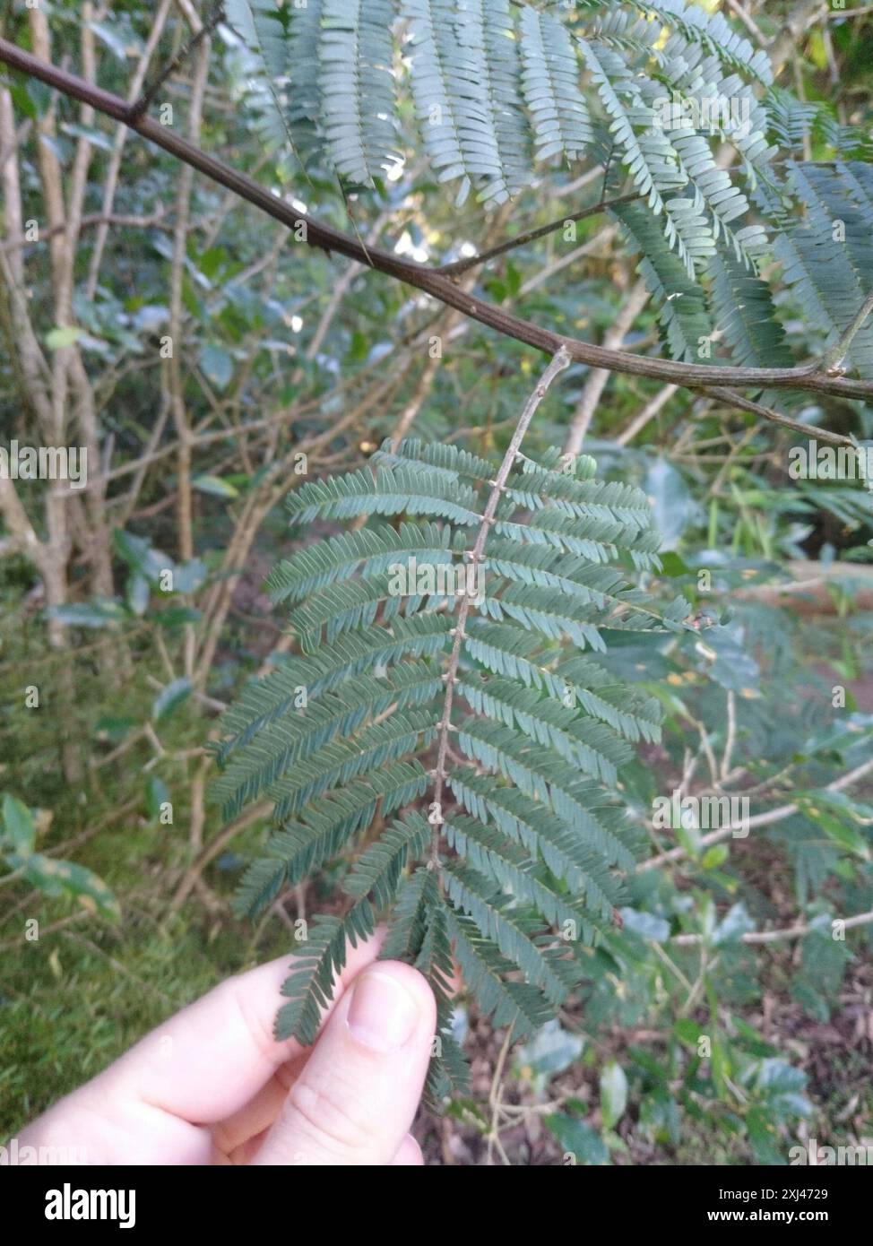 Paraserianthes lophantha hi-res stock photography and images - Alamy