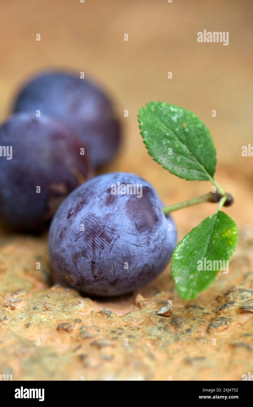 Two quetsch plums Stock Photo - Alamy