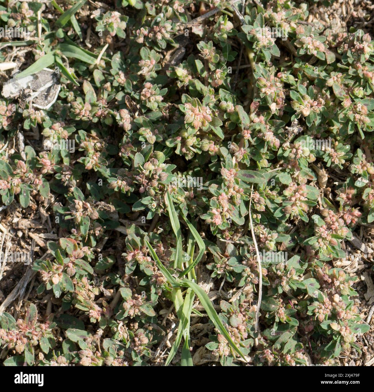Spotted spurge (Euphorbia maculata) Plantae Stock Photo - Alamy