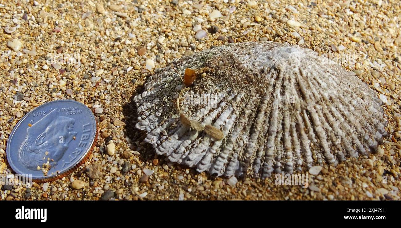 Indo-Pacific Limpets (Cellana) Mollusca Stock Photo - Alamy