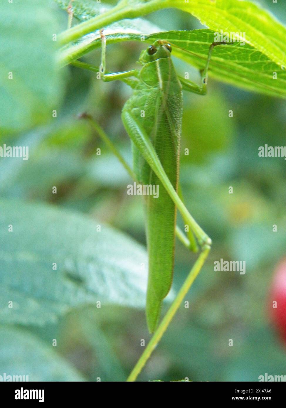Fork-tailed Bush Katydid (Scudderia furcata) Insecta Stock Photo - Alamy
