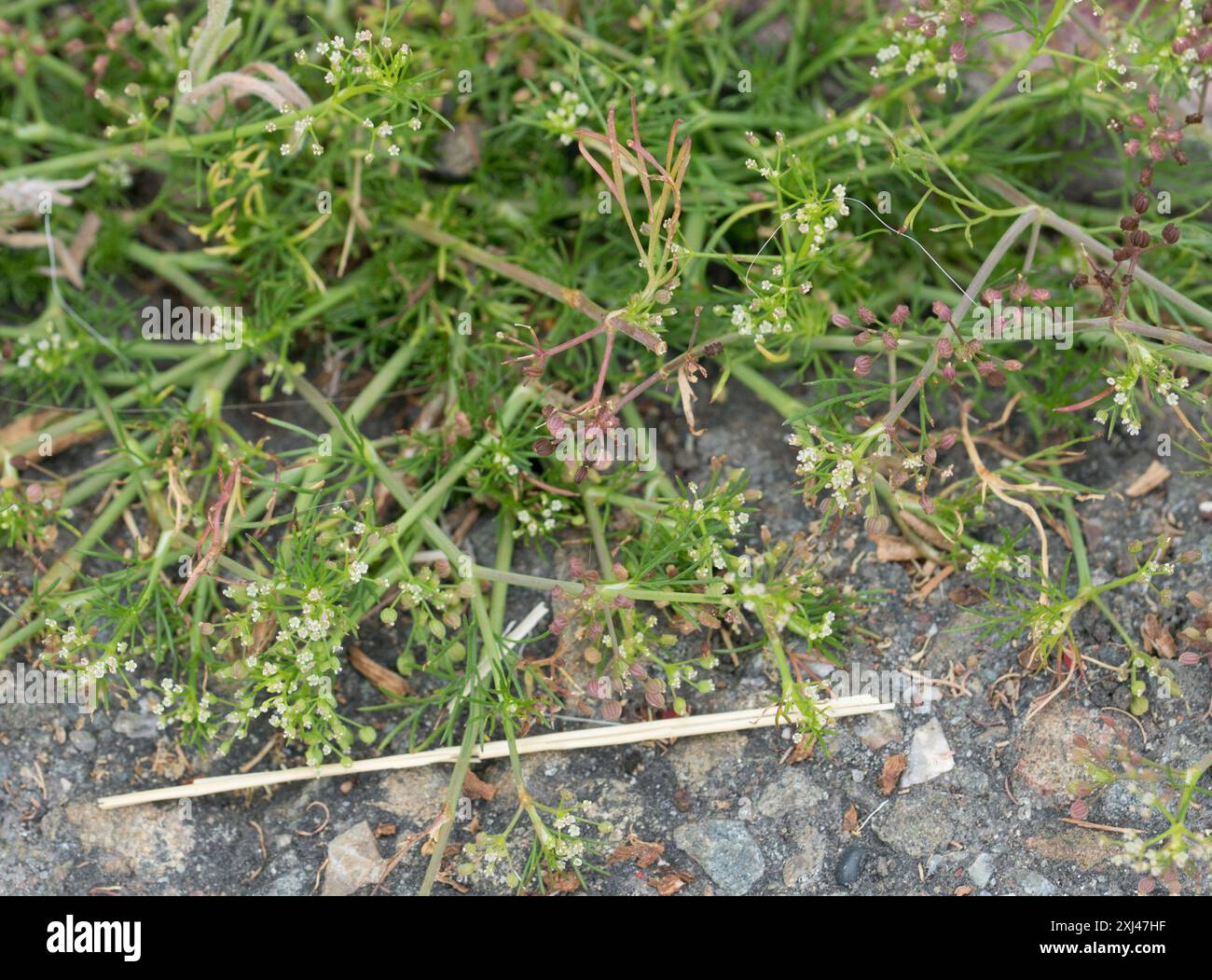 Marsh parsley (Cyclospermum leptophyllum) Plantae Stock Photo - Alamy