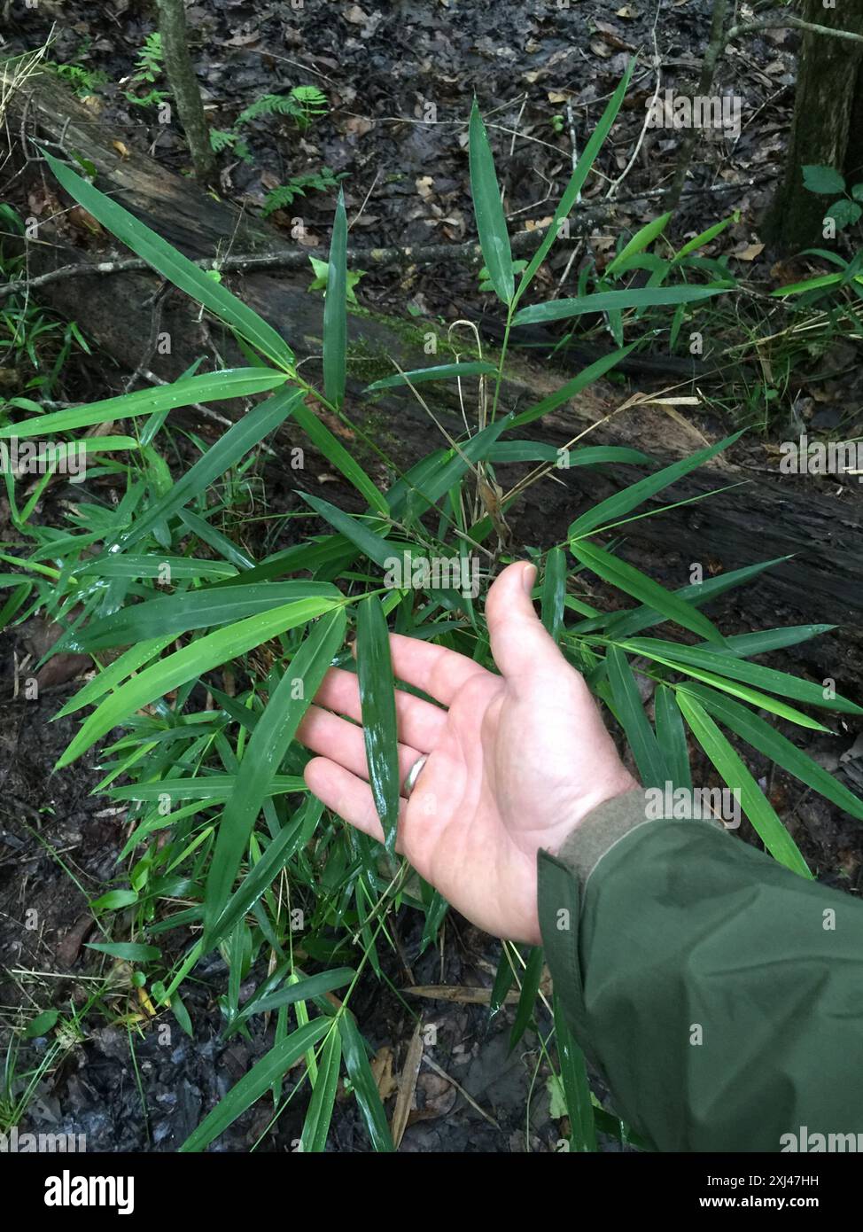 switch cane (Arundinaria tecta) Plantae Stock Photo - Alamy