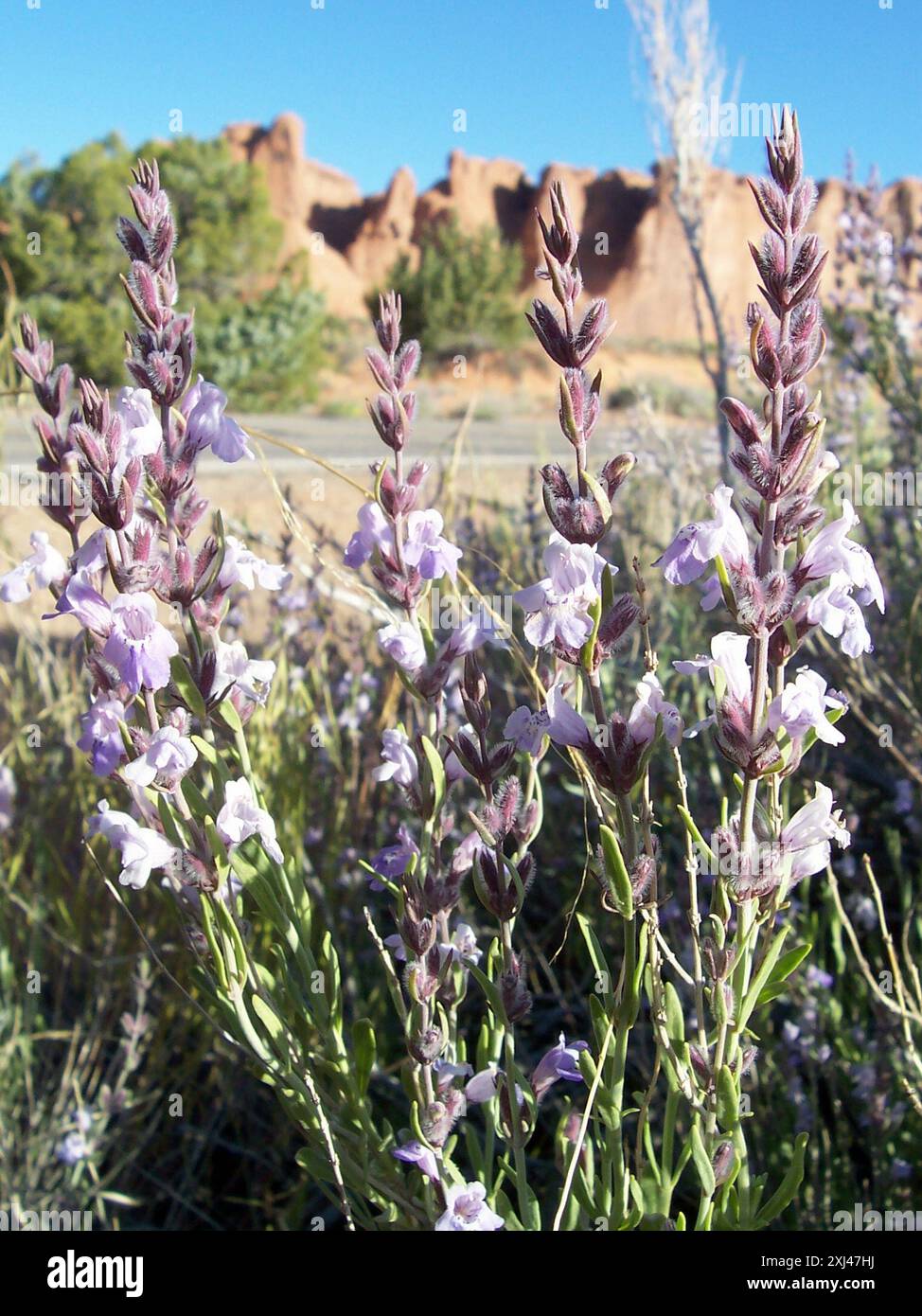 Frosted Mint (Poliomintha incana) Plantae Stock Photo - Alamy