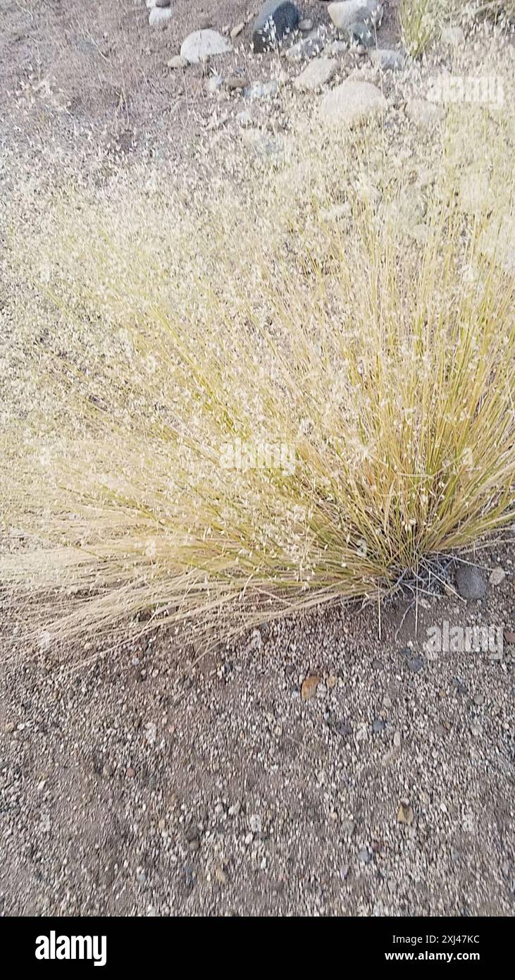 Sand Ricegrass (Eriocoma hymenoides) Plantae Stock Photo - Alamy