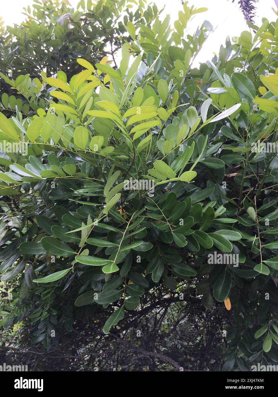 Paradise Tree (Simarouba glauca) Plantae Stock Photo - Alamy