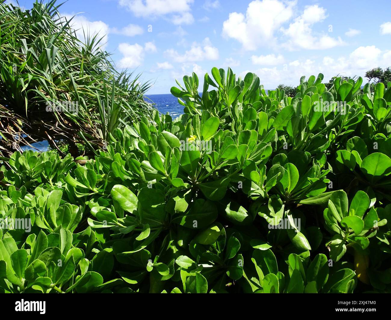 beach pea (Vigna marina) Plantae Stock Photo - Alamy