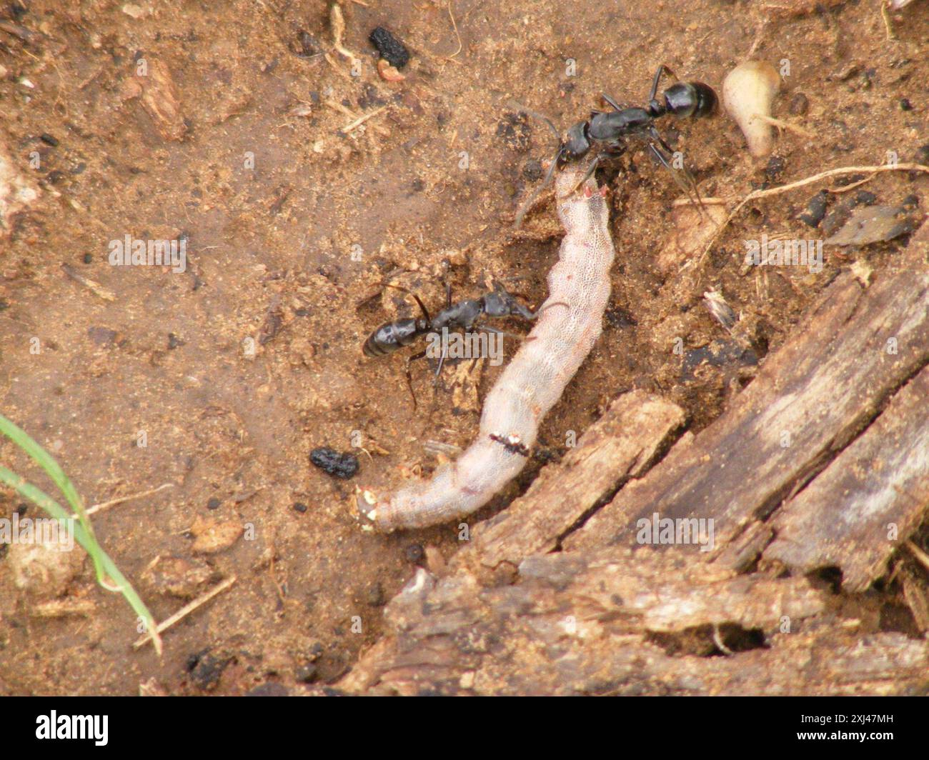 African stink ant (Paltothyreus tarsatus) Insecta Stock Photo - Alamy