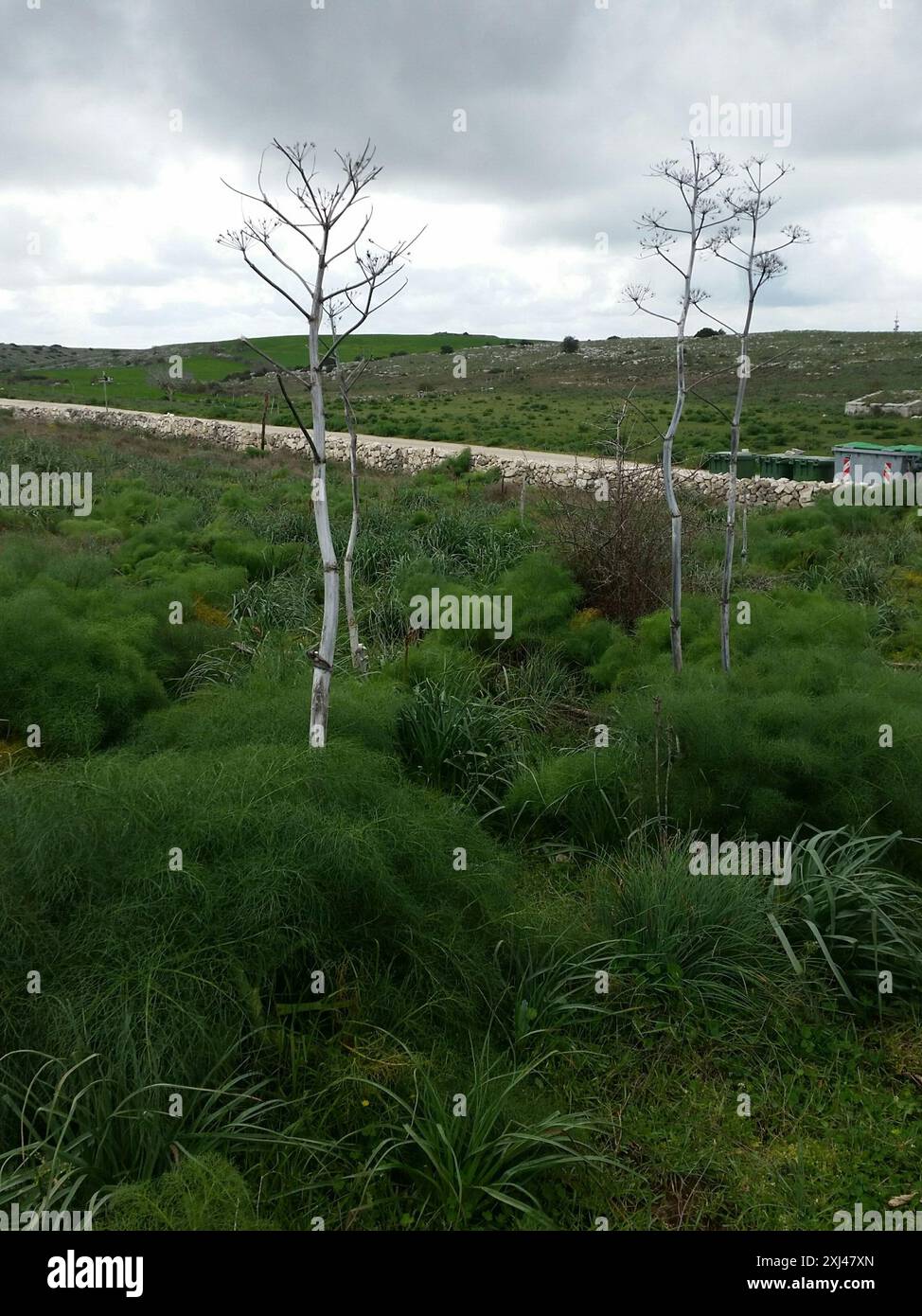 Giant Fennel (Ferula communis) Plantae Stock Photo - Alamy