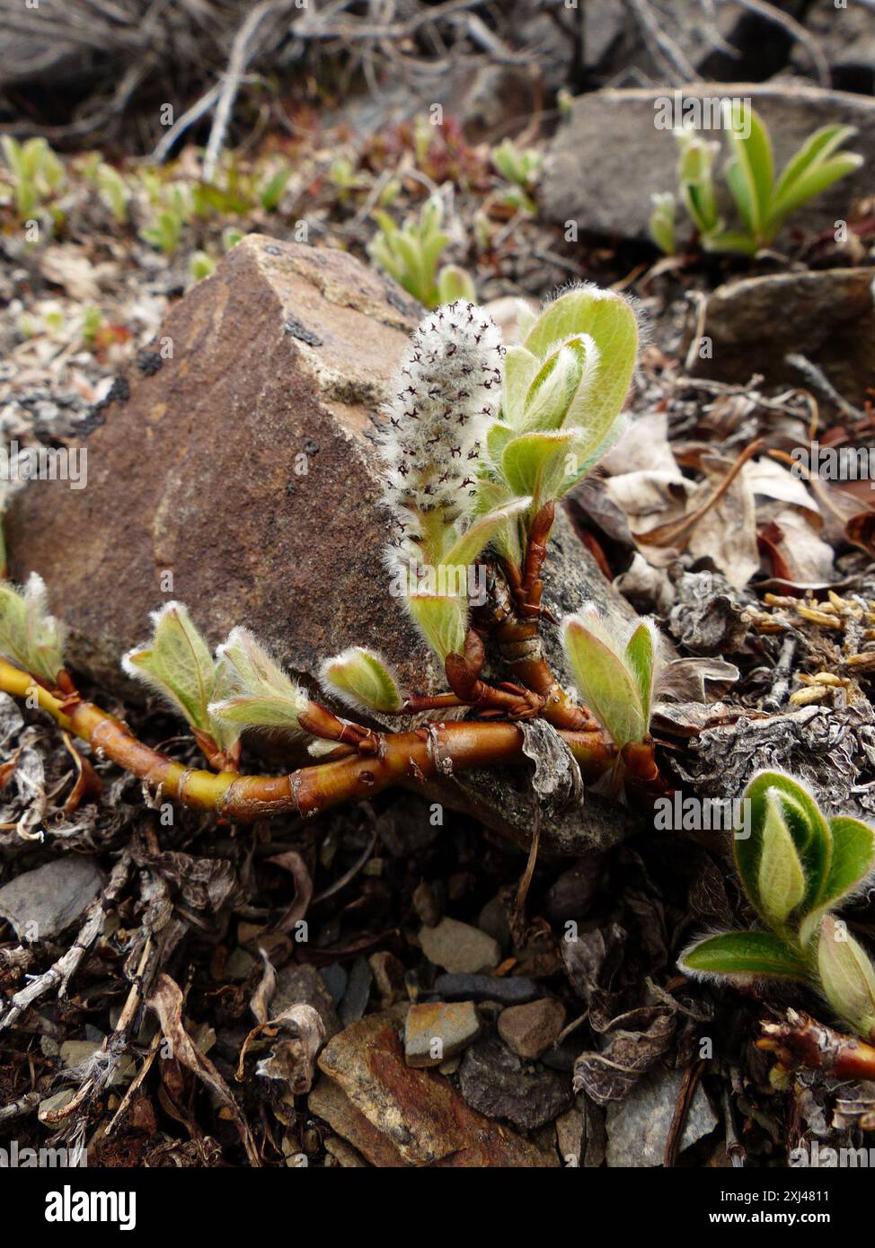 arctic willow (Salix arctica) Plantae Stock Photo - Alamy