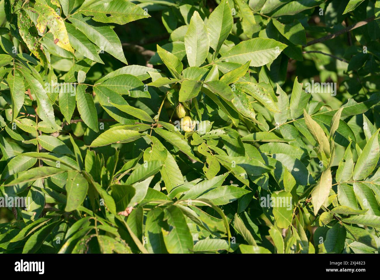 bitternut hickory (Carya cordiformis) Plantae Stock Photo - Alamy