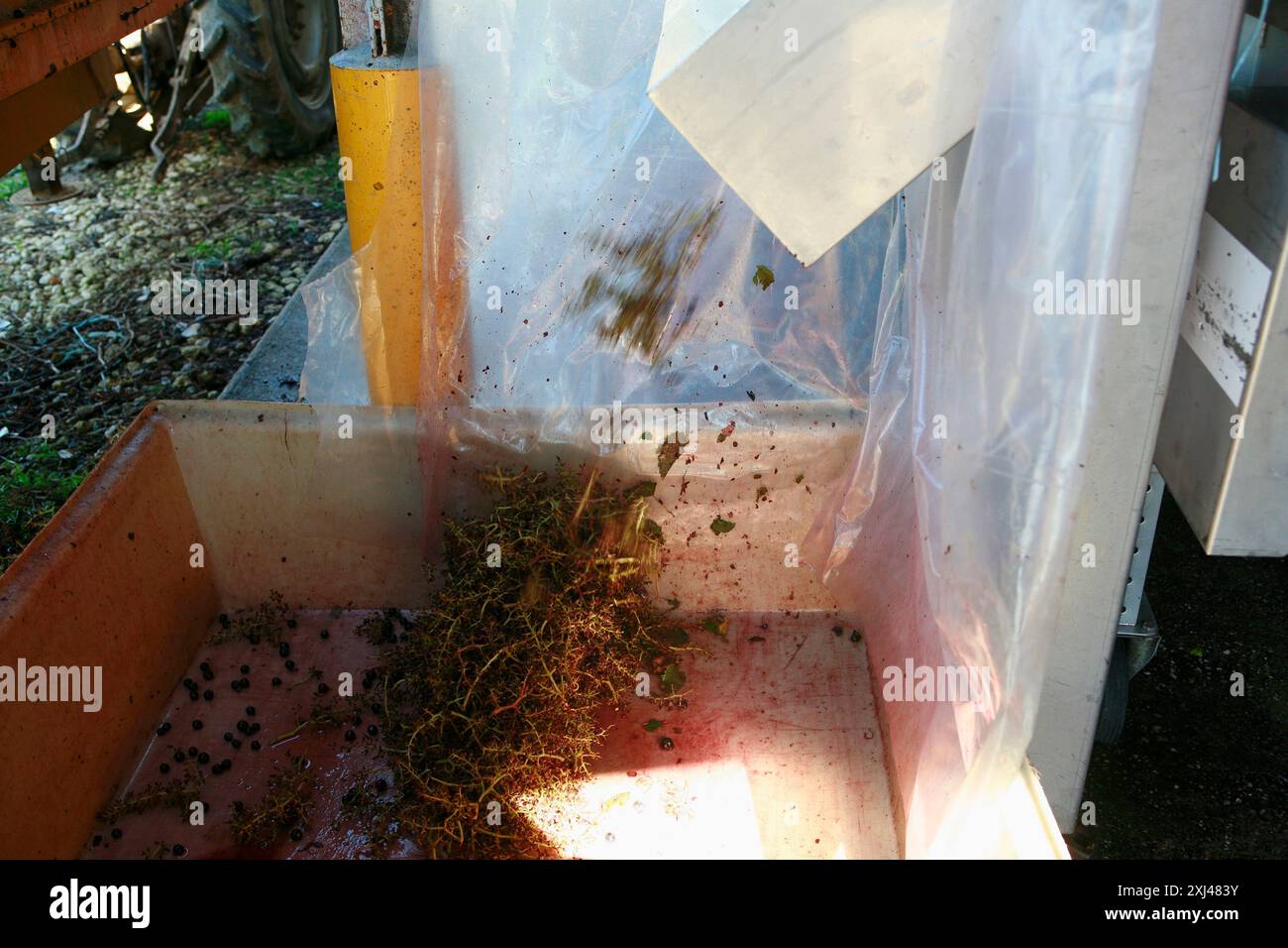 taking the grapes off the stems Stock Photo - Alamy