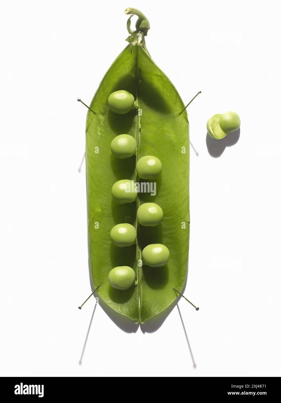 Peas in pod to dissect Stock Photo - Alamy