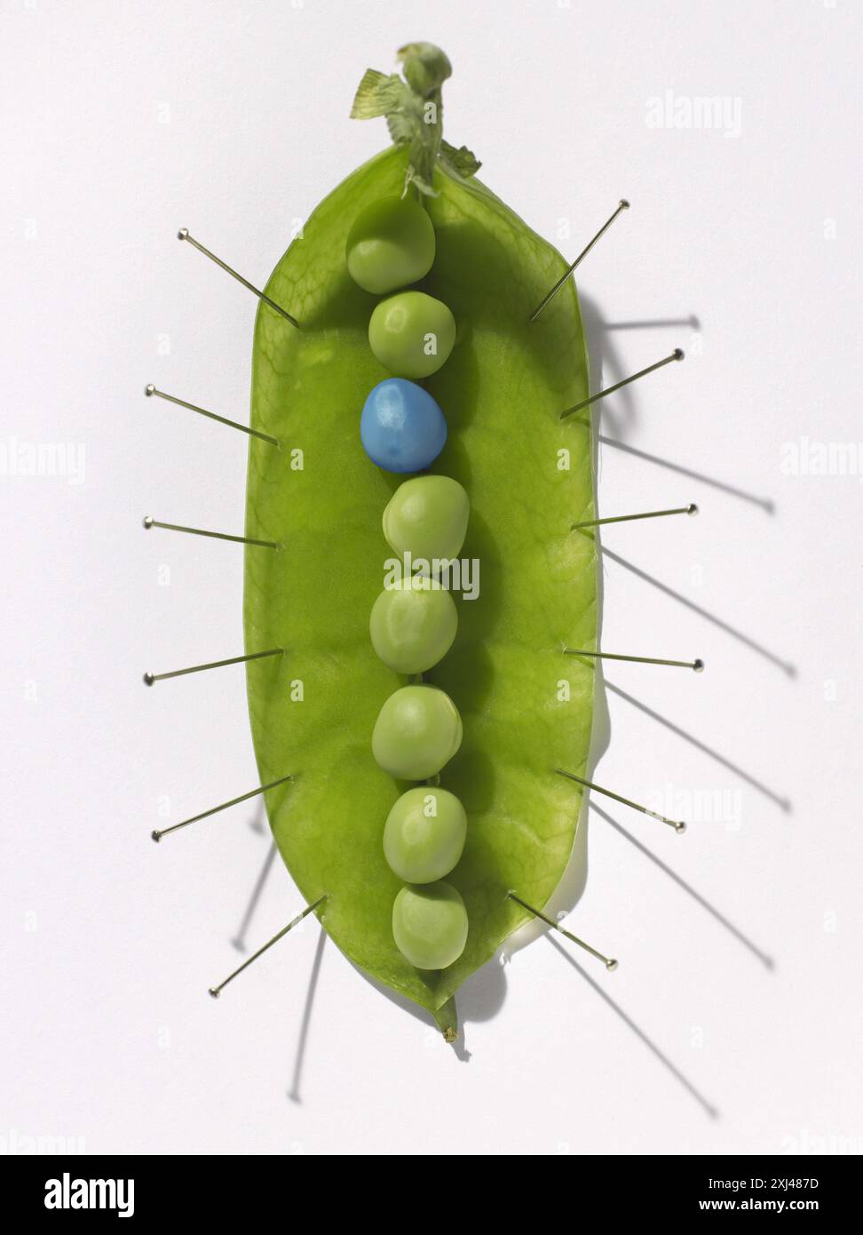 Pea genetics hi-res stock photography and images - Alamy