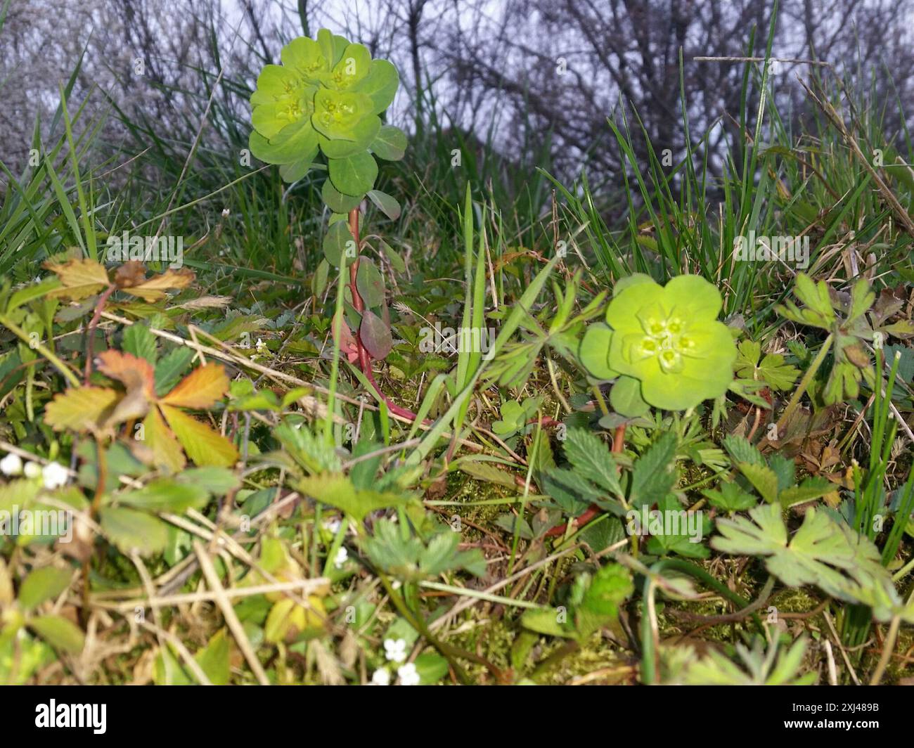 Sun spurge (Euphorbia helioscopia) Plantae Stock Photo - Alamy