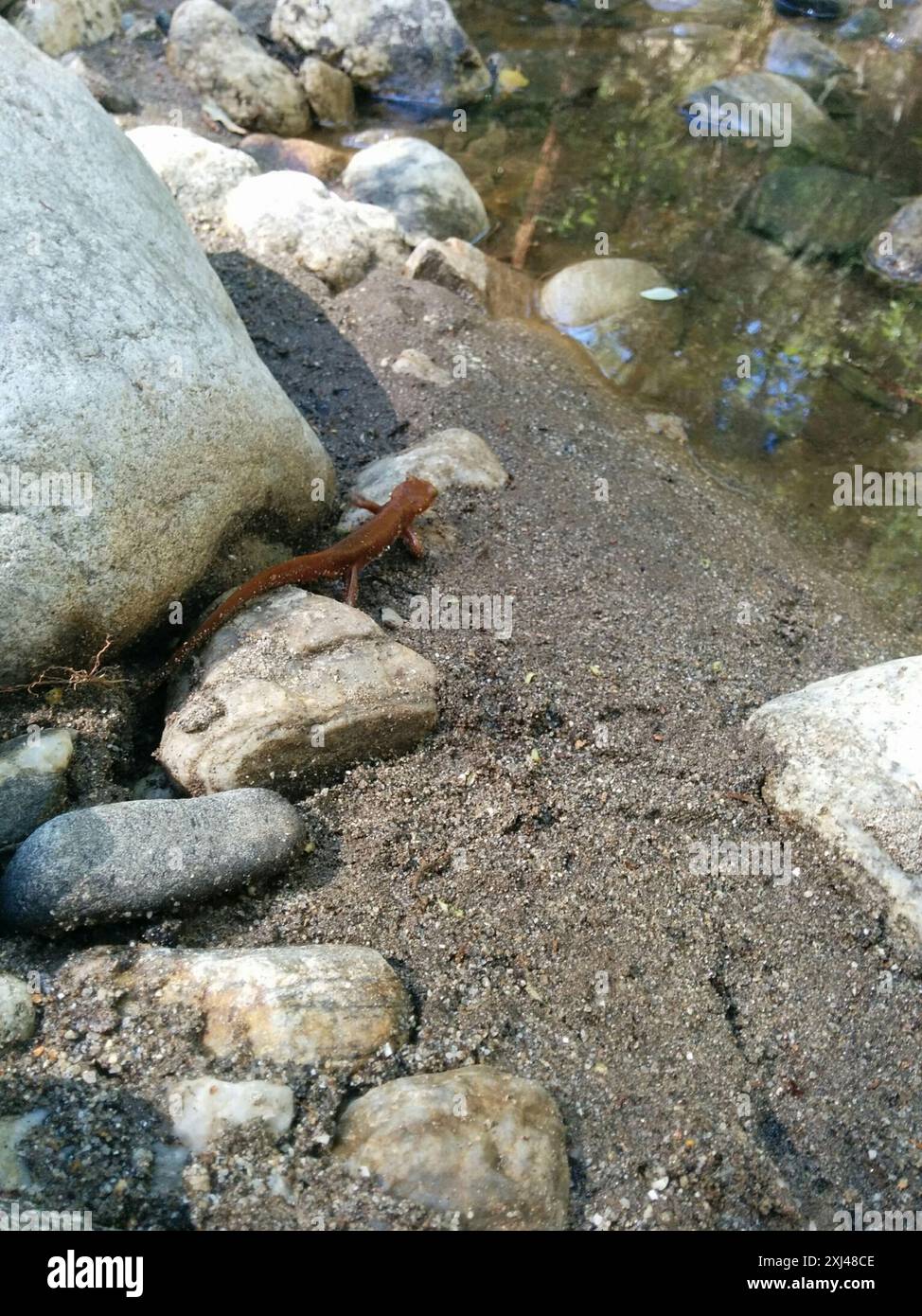 California Newt (Taricha torosa) Amphibia Stock Photo - Alamy