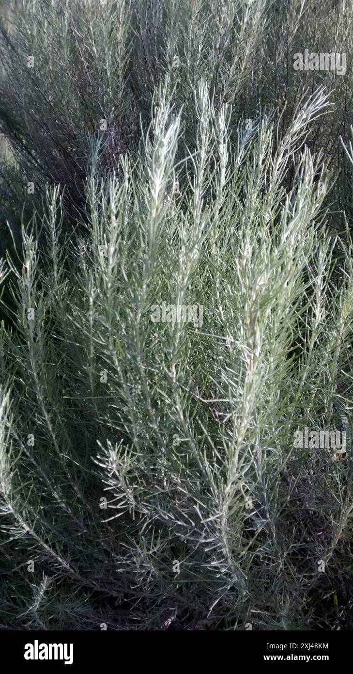 Artemisia filifolia hi-res stock photography and images - Alamy