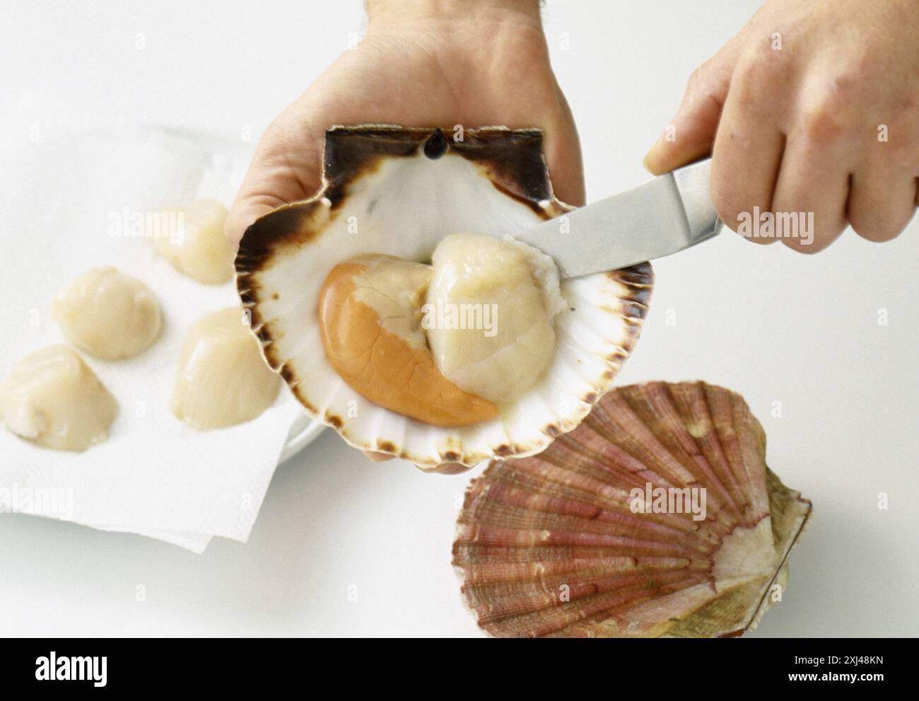 Taking the scallops out of their shells Stock Photo - Alamy