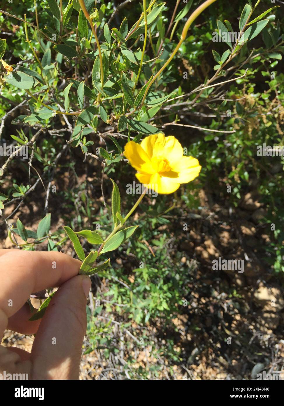Bush Poppy (Dendromecon rigida) Plantae Stock Photo - Alamy