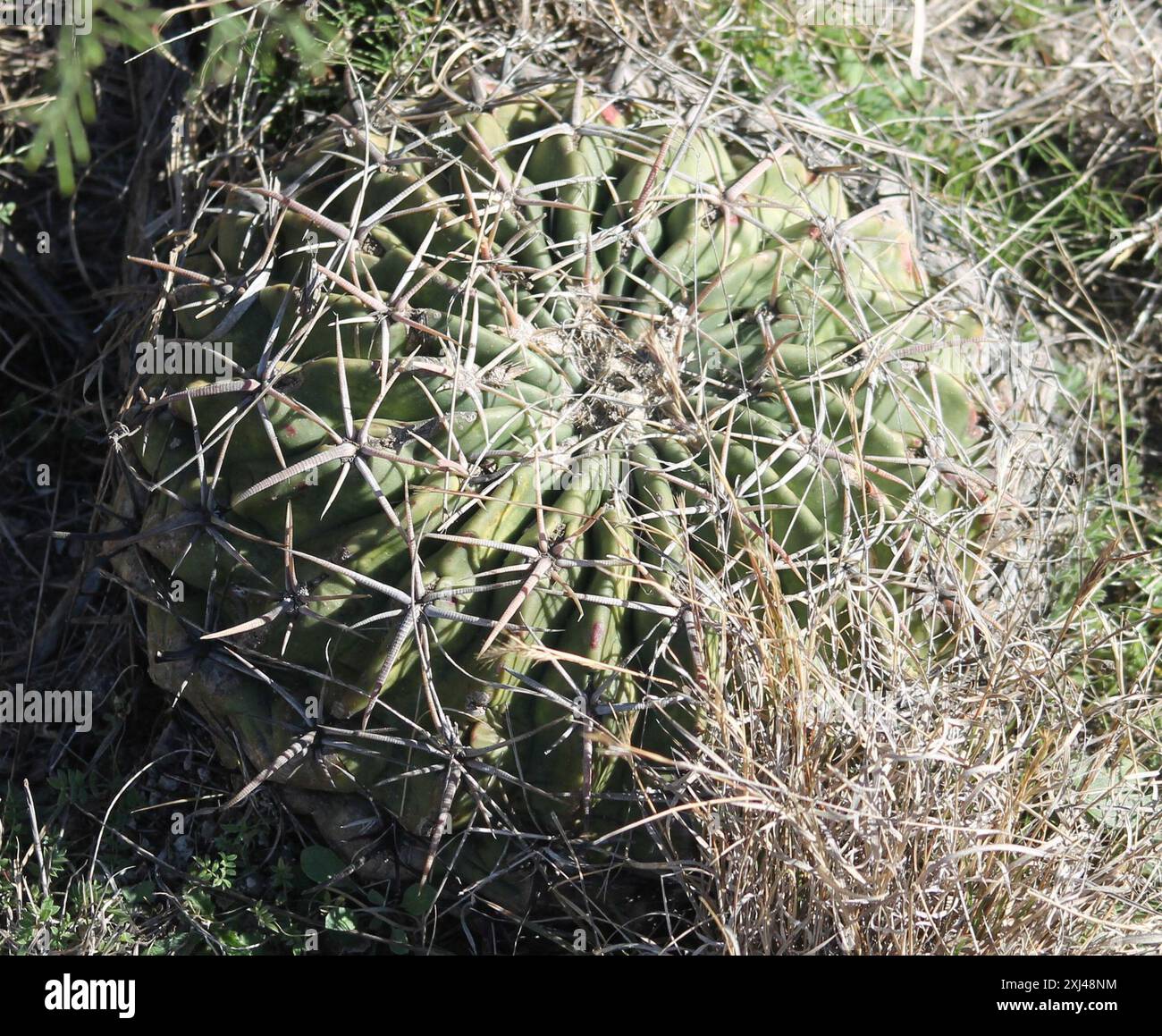 Horse Crippler Cactus (Homalocephala texensis) Plantae Stock Photo - Alamy