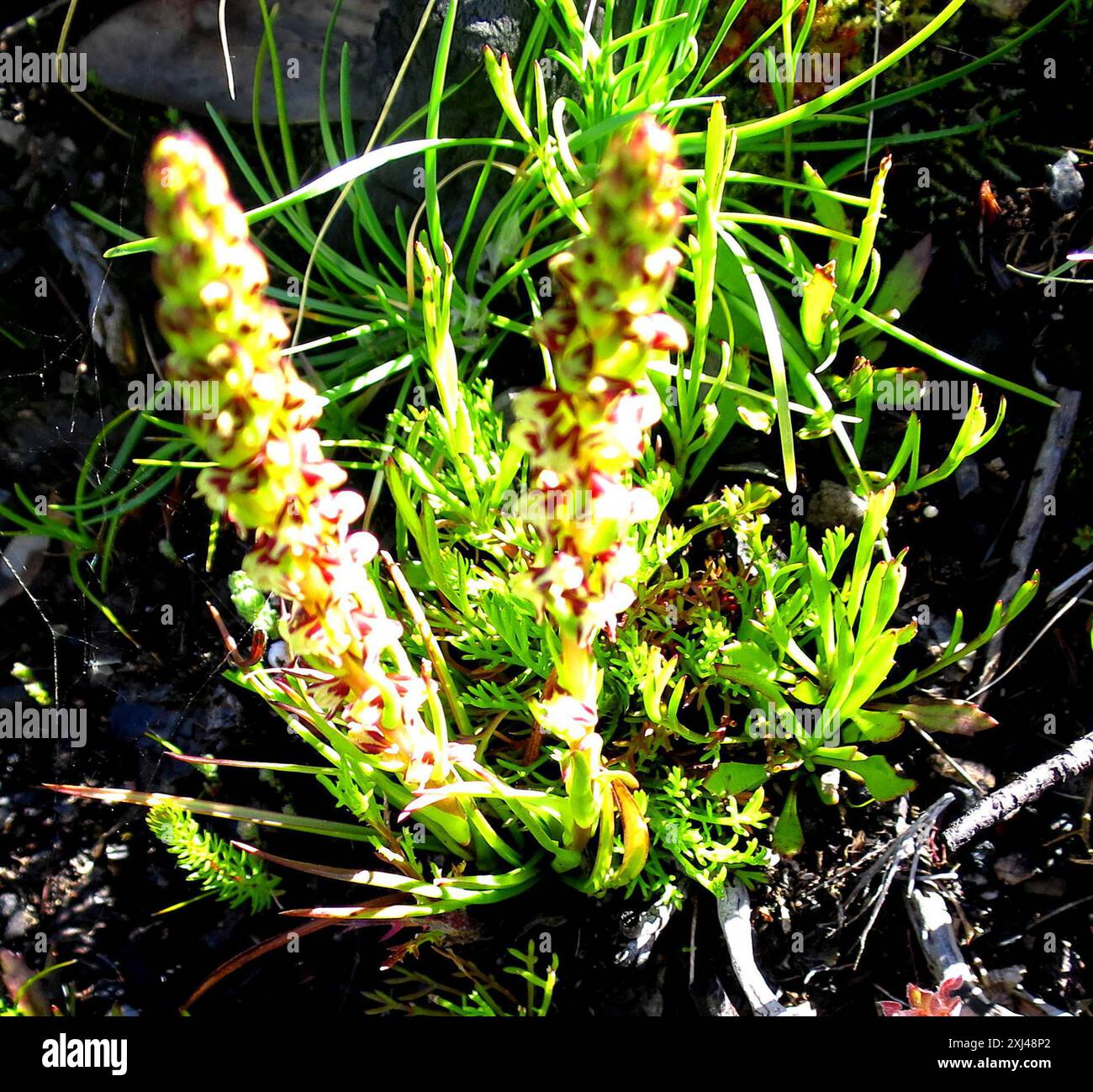 Disa obtusa hi-res stock photography and images - Alamy