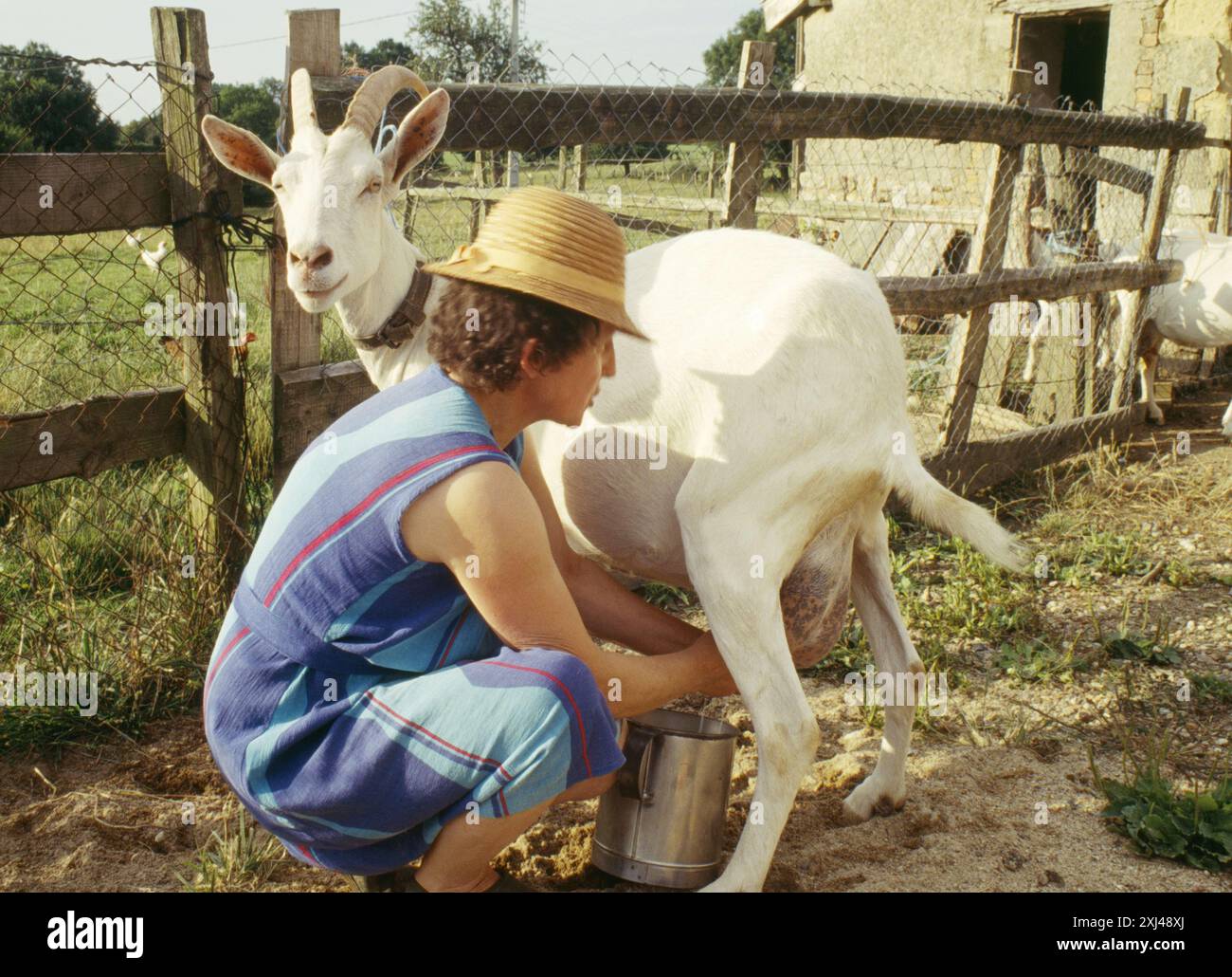 Woman milking a goat Stock Photo - Alamy