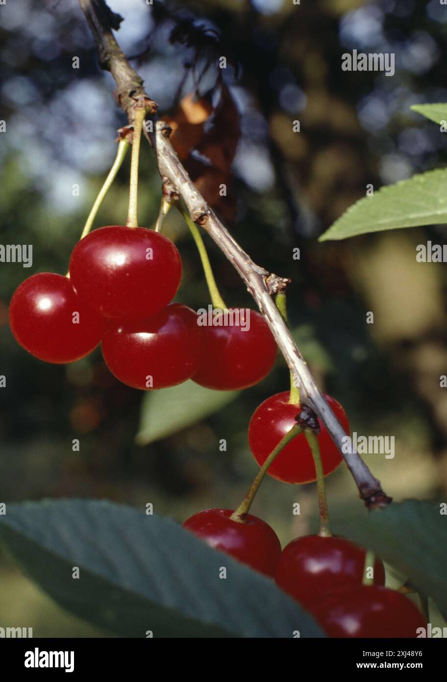 Montmorency cherries on the tree Stock Photo - Alamy