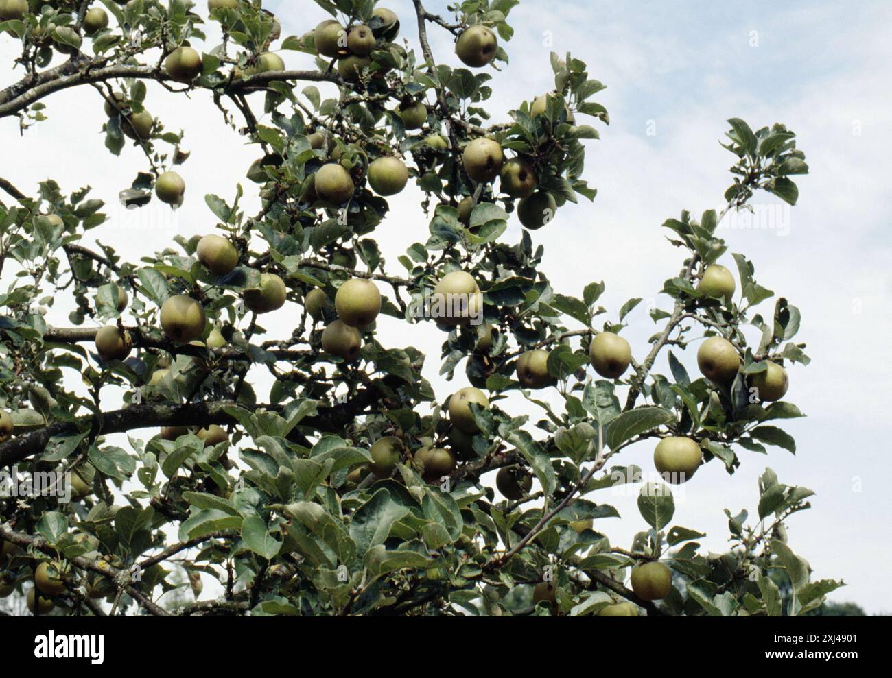 Canadian fruit hi-res stock photography and images - Alamy