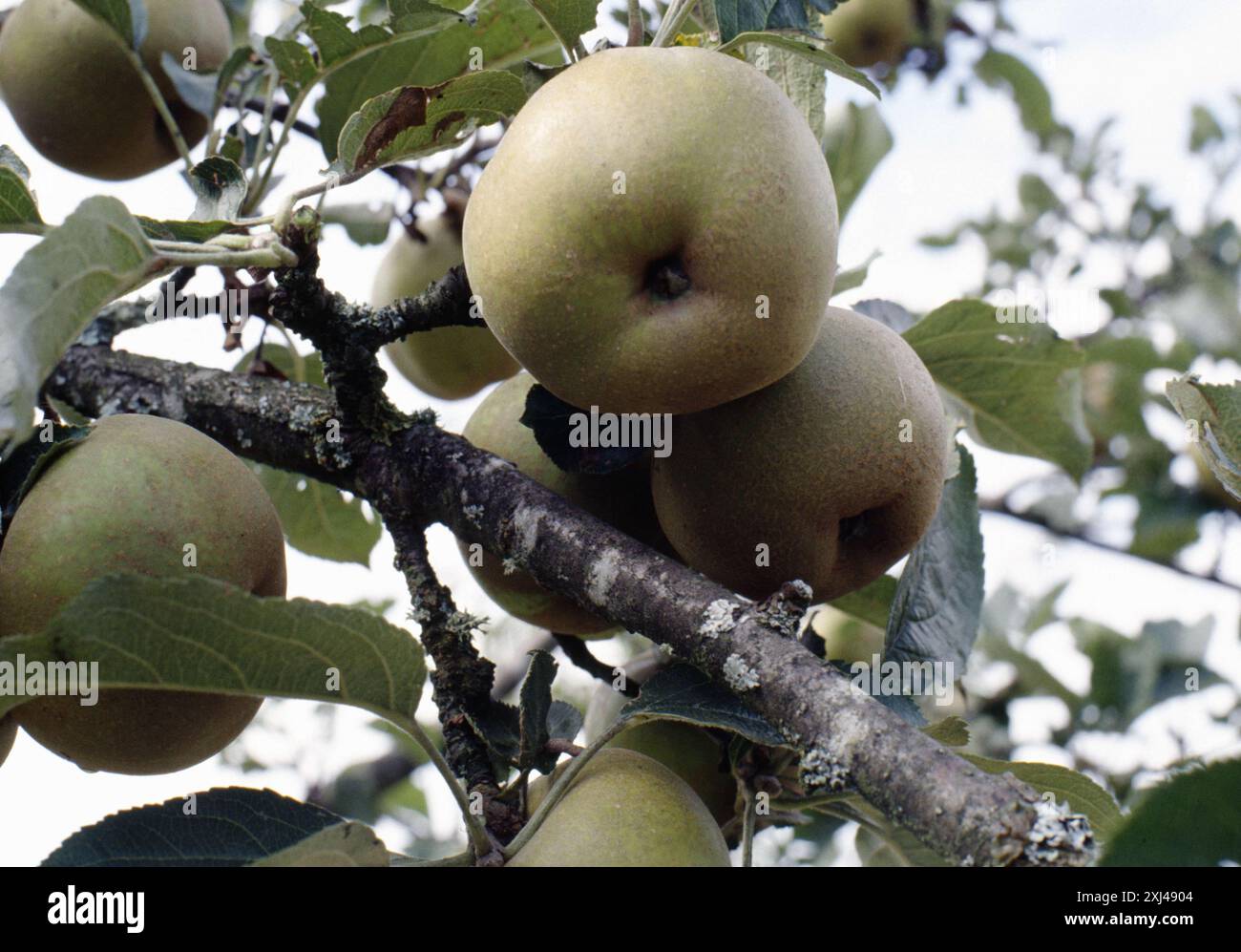 Russet summer hi-res stock photography and images - Alamy