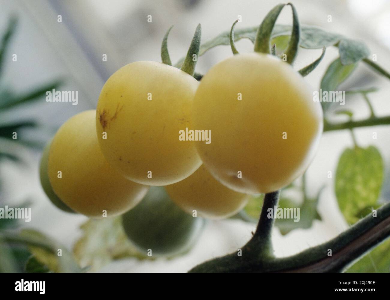 Yellow spring tomato hi-res stock photography and images - Alamy
