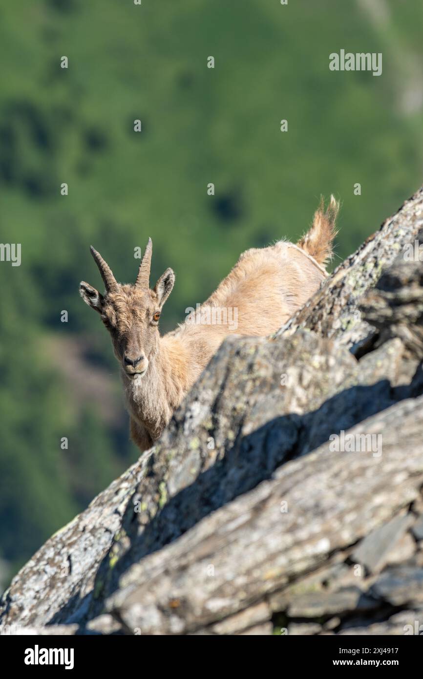 Female alpine ibex (Capra ibex) peeking out from a rock face against ...