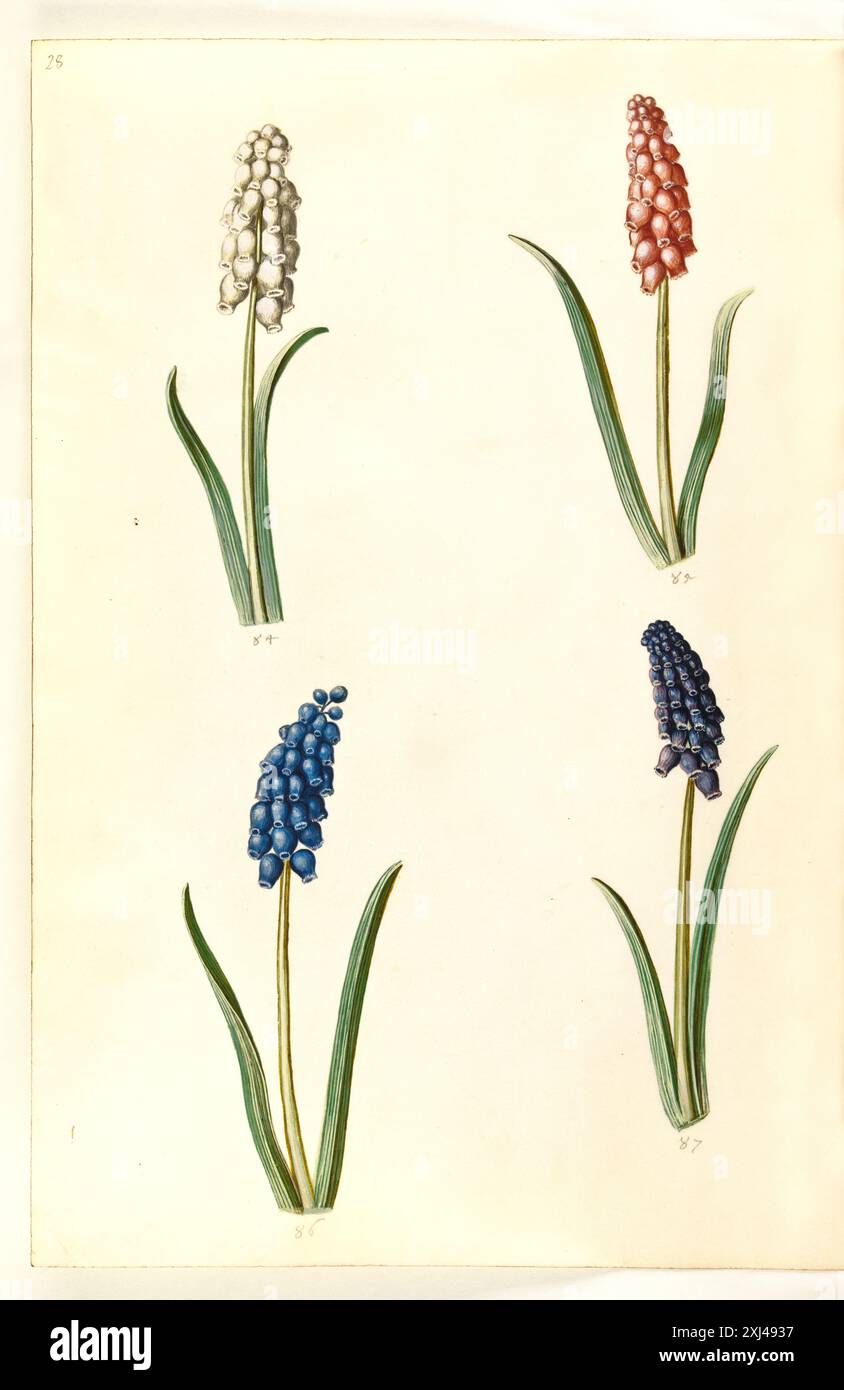 Gouache drawing of Muscari botryoides (plain perlehyacinth) by ...