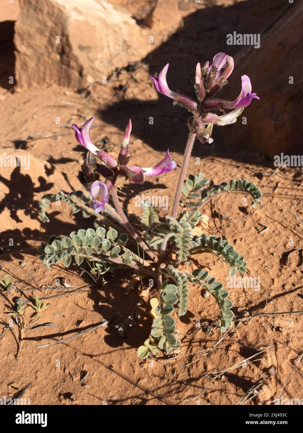 Thompson's Woolly Locoweed (Astragalus mollissimus thompsoniae) Plantae ...