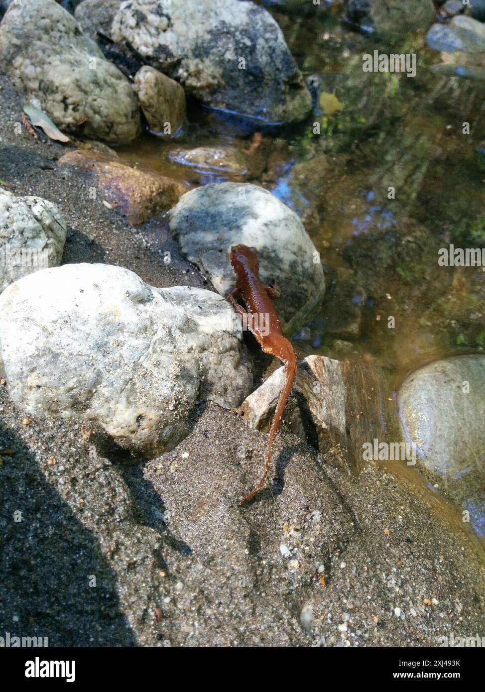 California Newt (Taricha torosa) Amphibia Stock Photo - Alamy