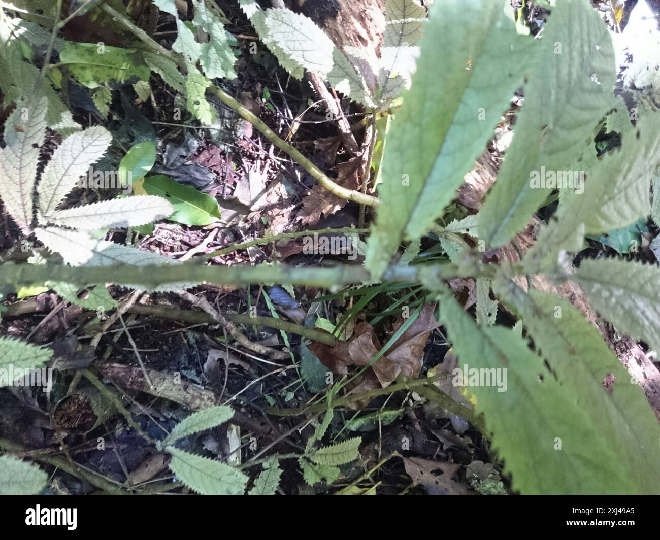 Elatostema rugosum hi-res stock photography and images - Alamy