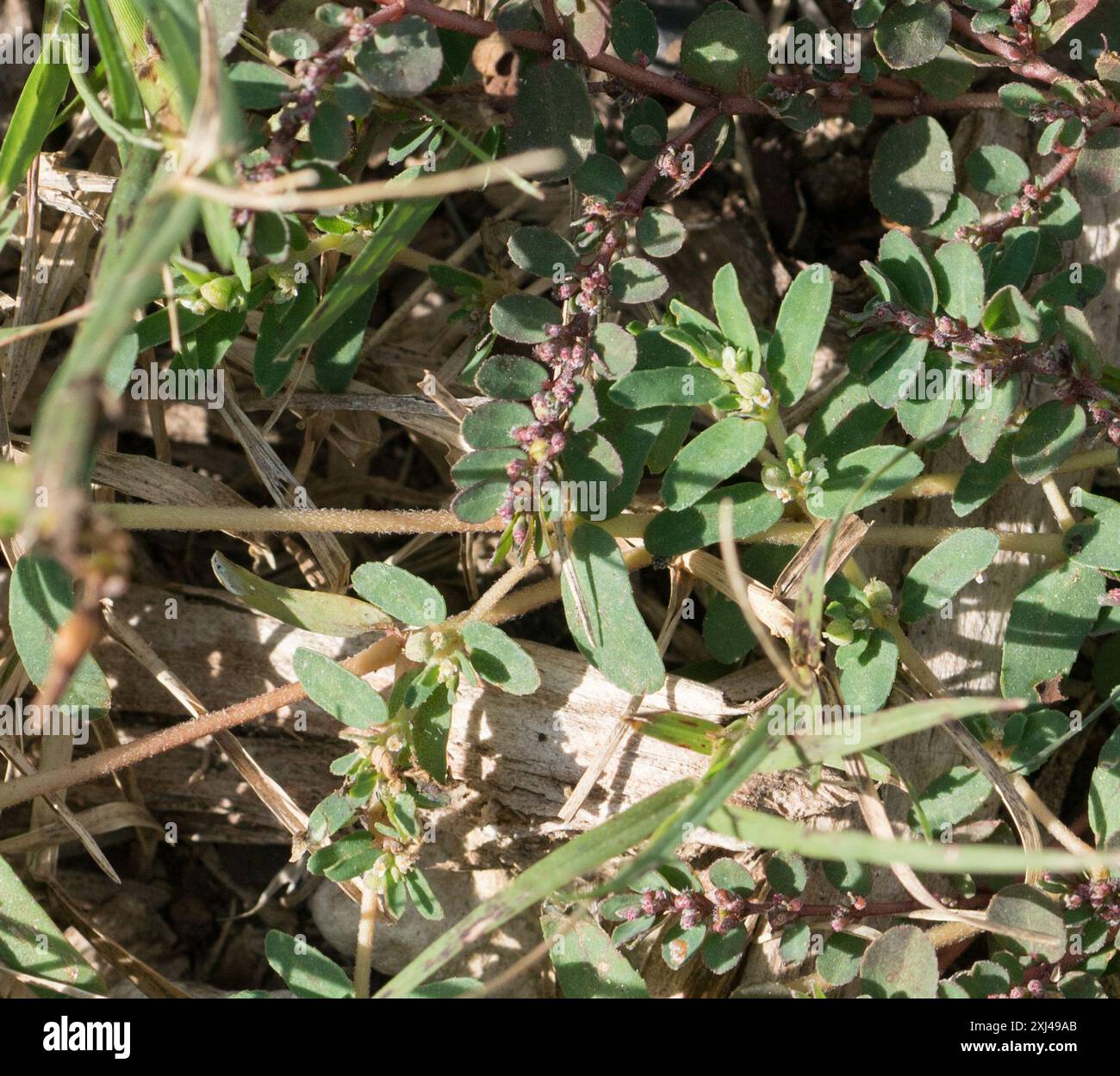 Spotted spurge (Euphorbia maculata) Plantae Stock Photo - Alamy