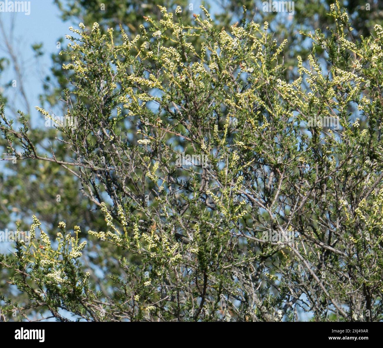 chamise (Adenostoma fasciculatum) Plantae Stock Photo - Alamy