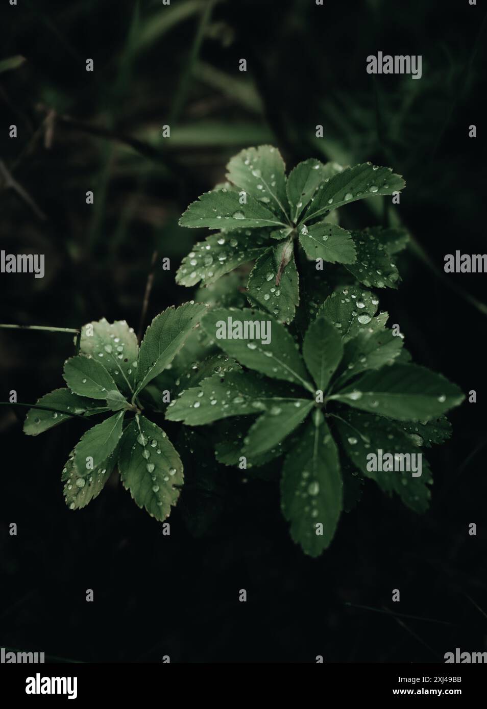 Green nature in deep shadows with cinematic effect. Forest in the ...