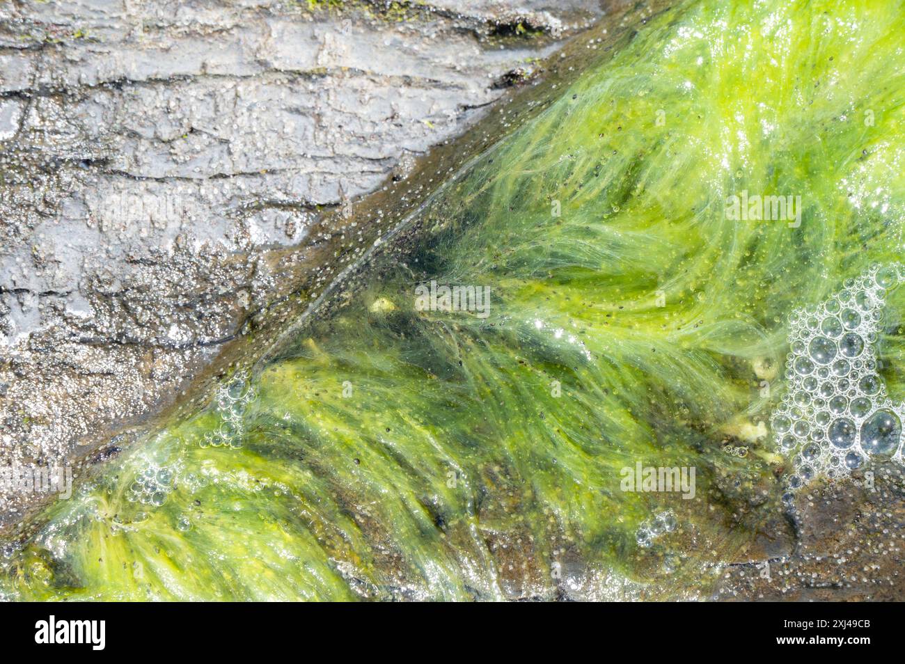Green mussels rope hi-res stock photography and images - Alamy