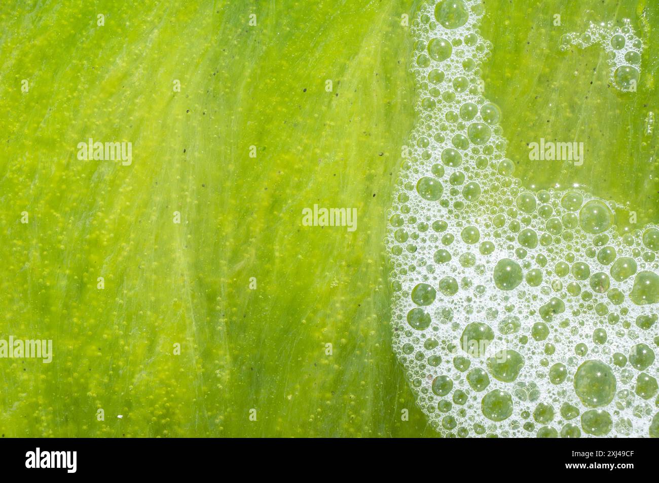 Closeup of green rope seaweed, Acrosiphonia, floating in a tidal pool ...