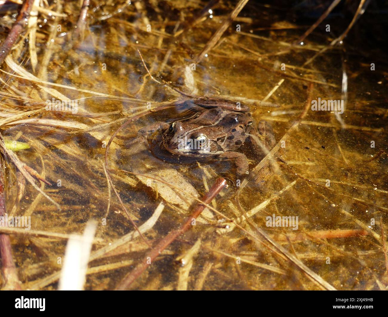 Wood Frog (Lithobates sylvaticus) Amphibia Stock Photo - Alamy