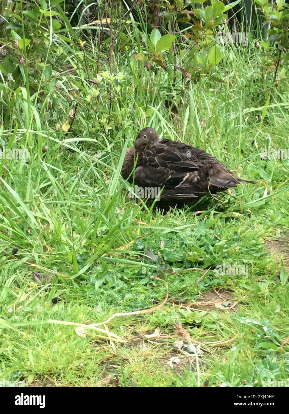 Anas chlorotis hi-res stock photography and images - Alamy
