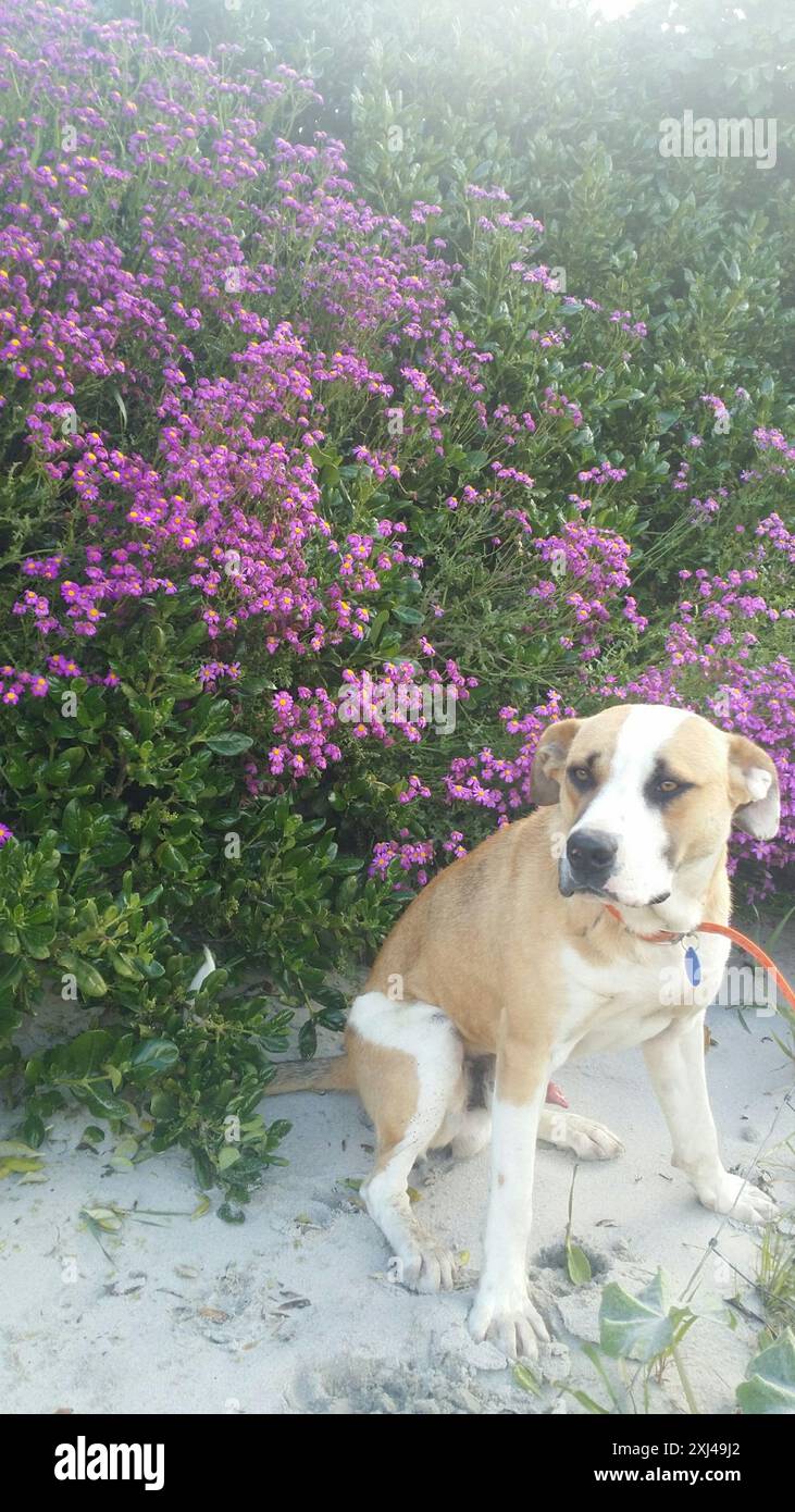 Red-purple Ragwort (Senecio elegans) Plantae Stock Photo - Alamy