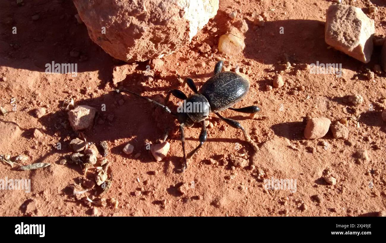 Cactus Longhorn Beetles (Moneilema) Insecta Stock Photo - Alamy